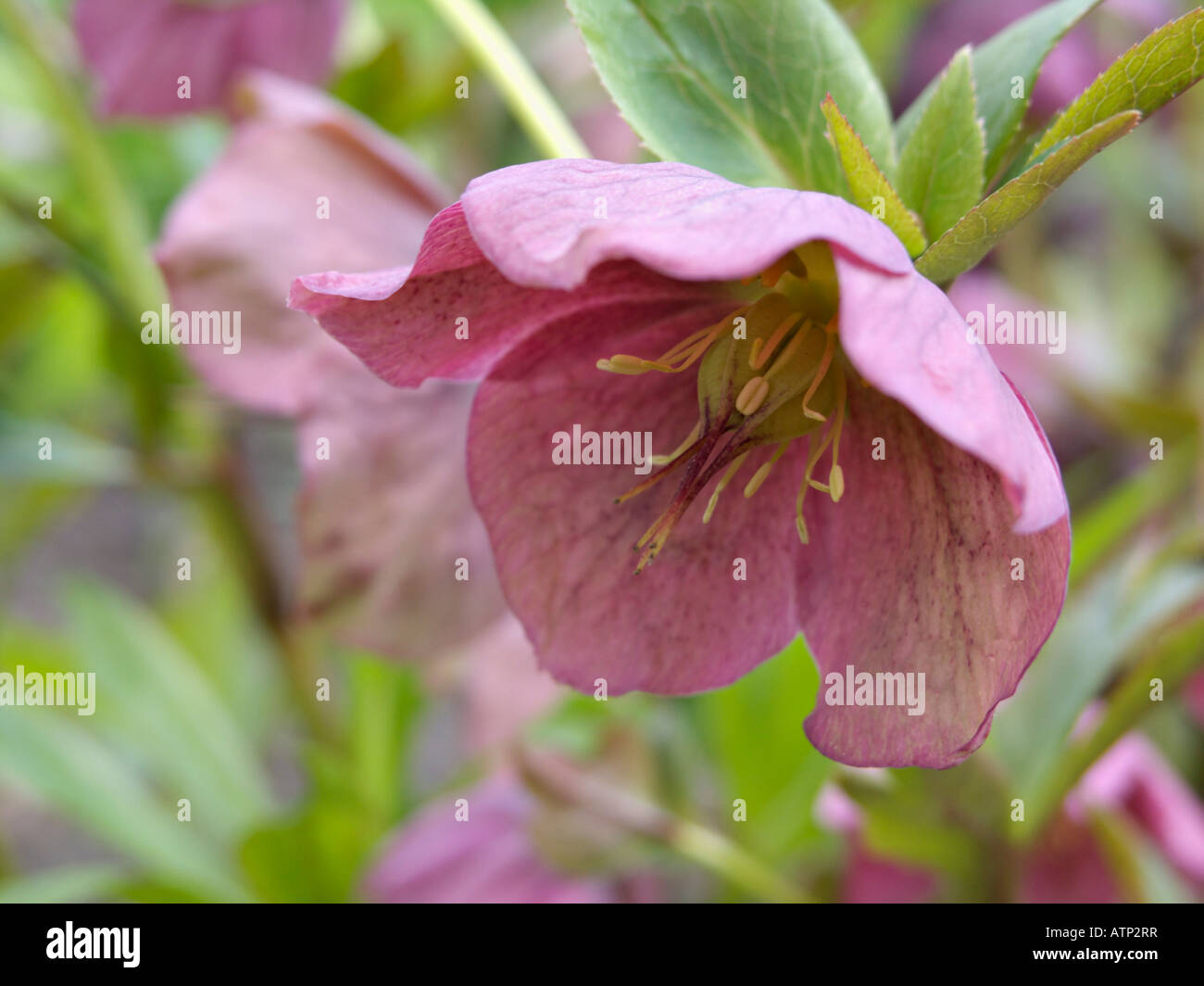 Lenten roses hellebores hi-res stock photography and images - Alamy