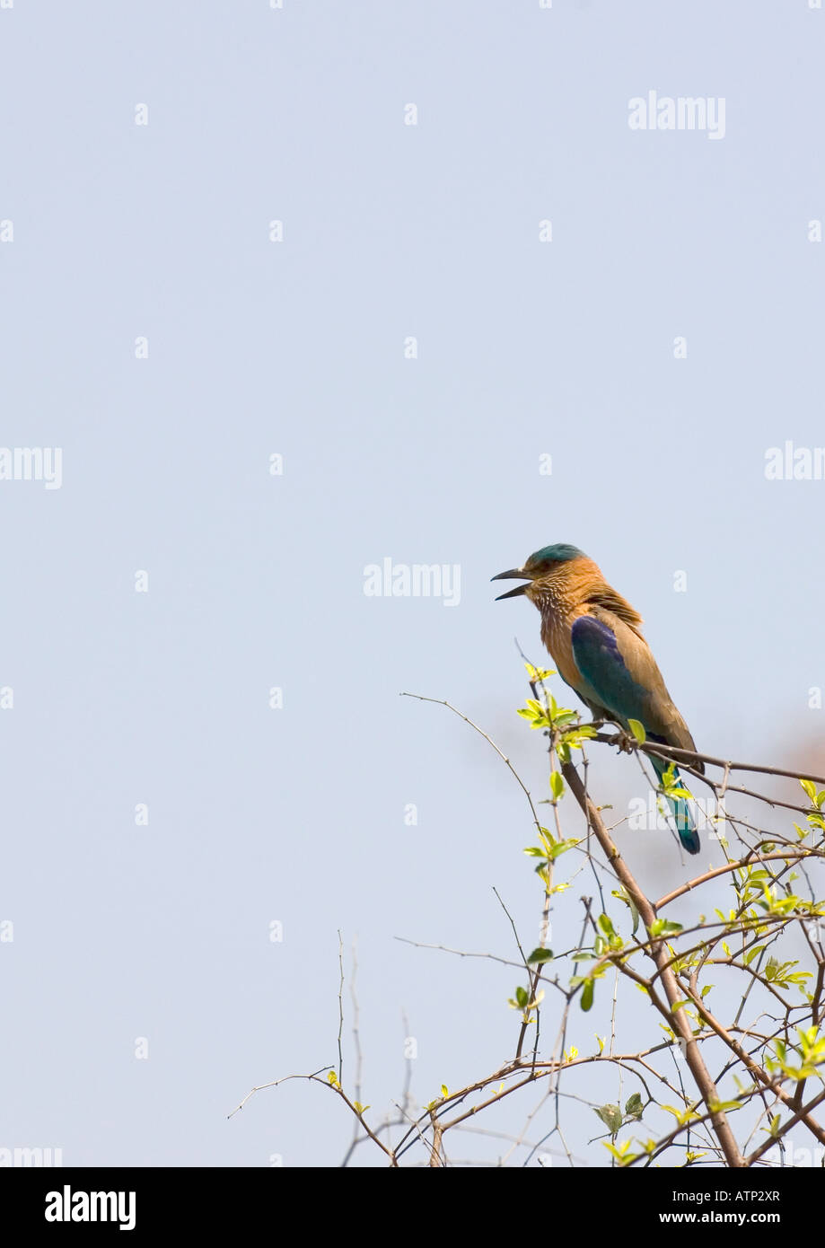 Blue Jay or Indian Roller singing on perch Coracias Benghalensis Kanha ...