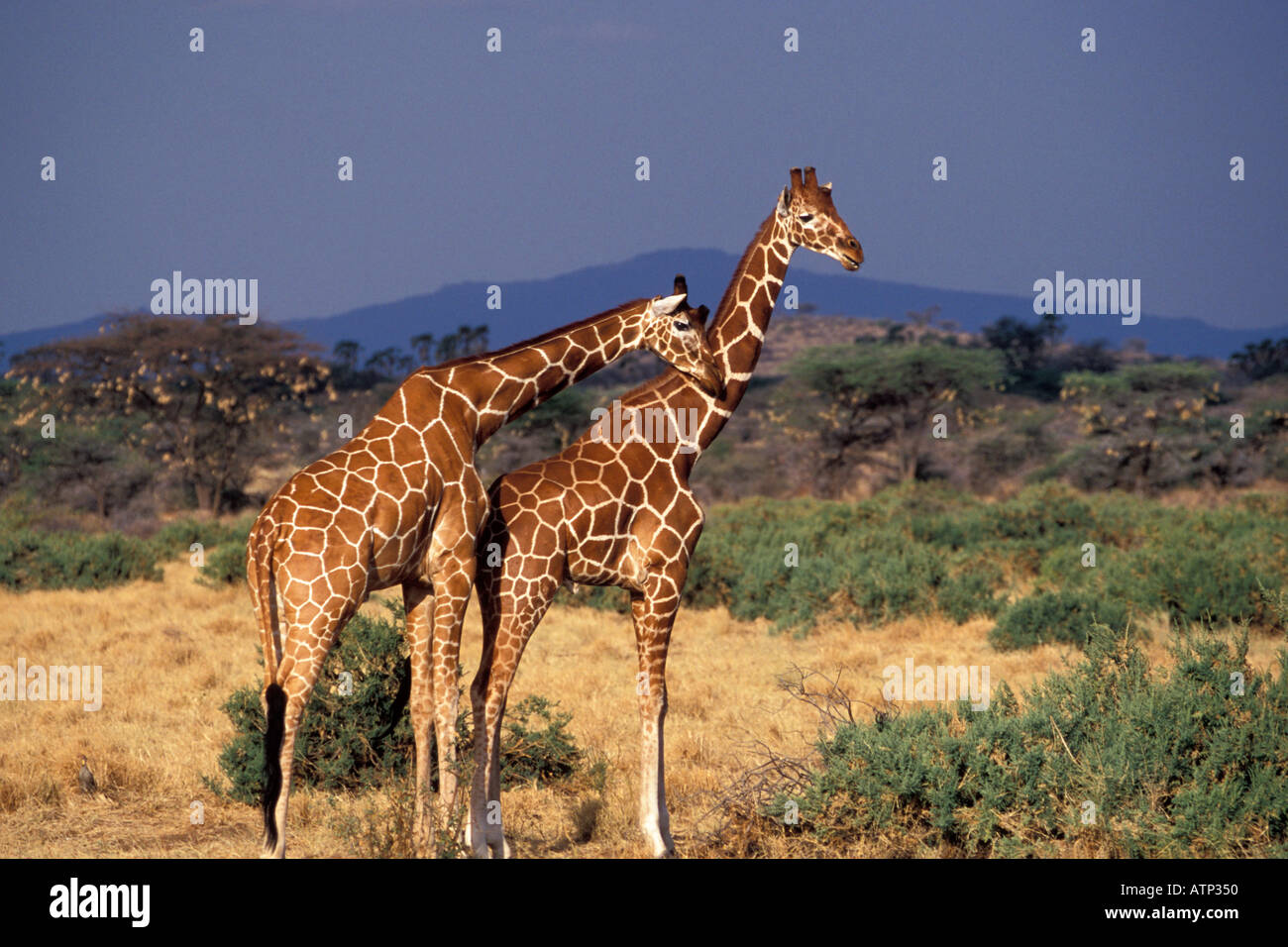Necking males hi-res stock photography and images - Alamy