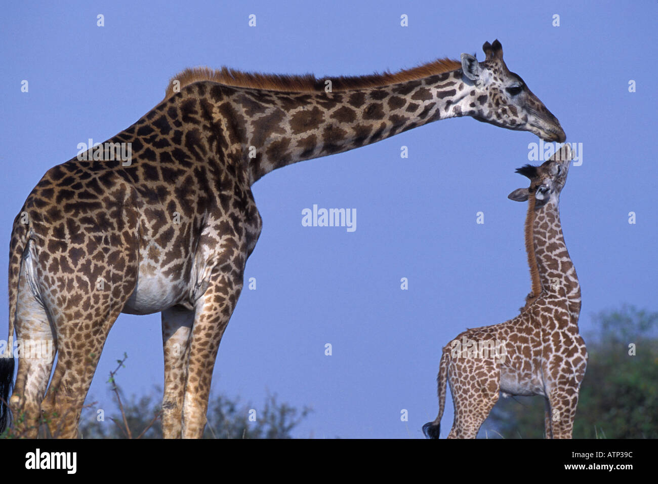Masai Giraffe and Baby Nuzzle in Masai Mara Kenya Stock Photo - Alamy