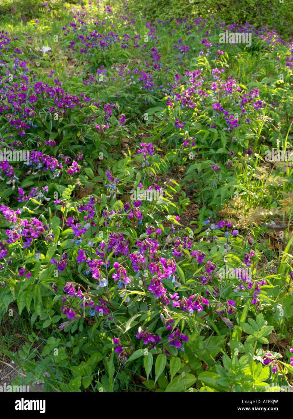 Spring pea (Lathyrus vernus Stock Photo - Alamy