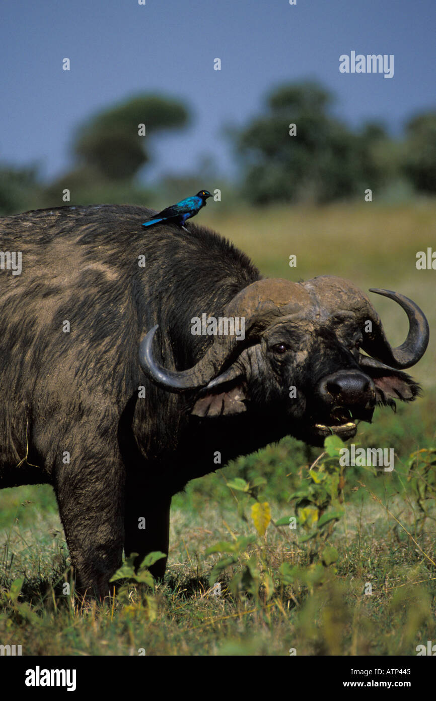 Cape Buffalo with Glossy Starling on Back Lake Nakuru National Park ...