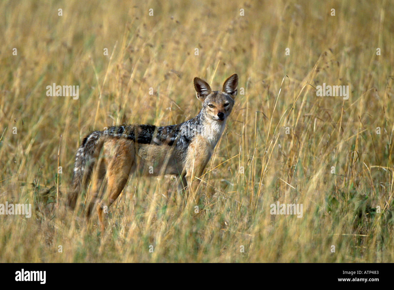Silver backed Jackal in Masai Mara s Golden Grass Kenya Stock Photo - Alamy