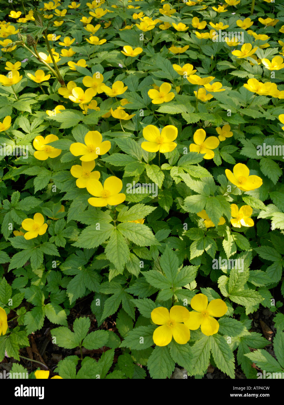 Japanese wood poppy (Hylomecon japonica Stock Photo - Alamy