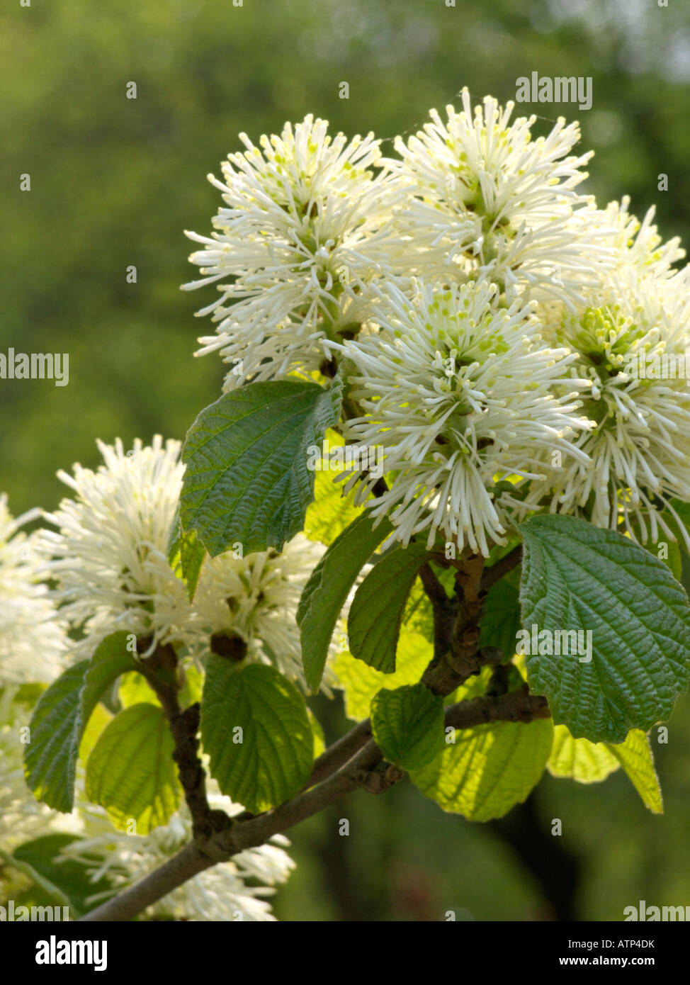 Fothergilla major flowers hi-res stock photography and images - Alamy
