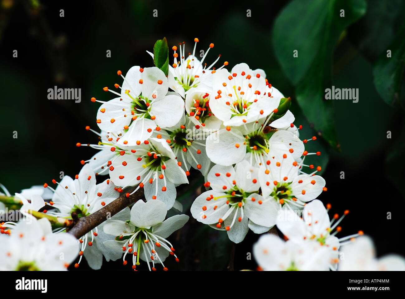 Spring thickets hi-res stock photography and images - Alamy