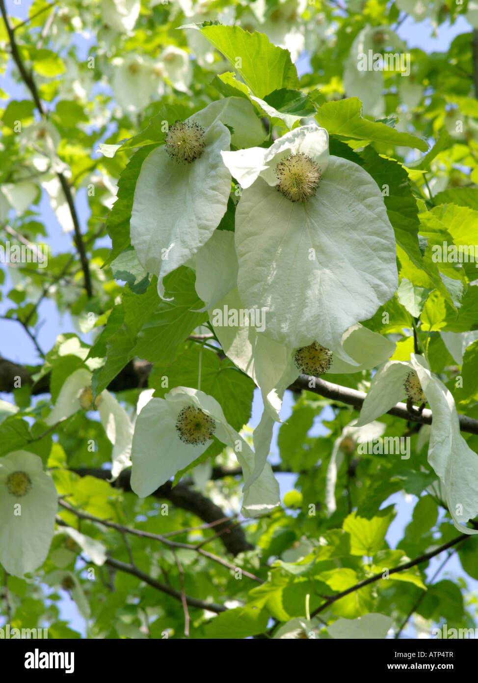 Dove tree (Davidia involucrata Stock Photo - Alamy