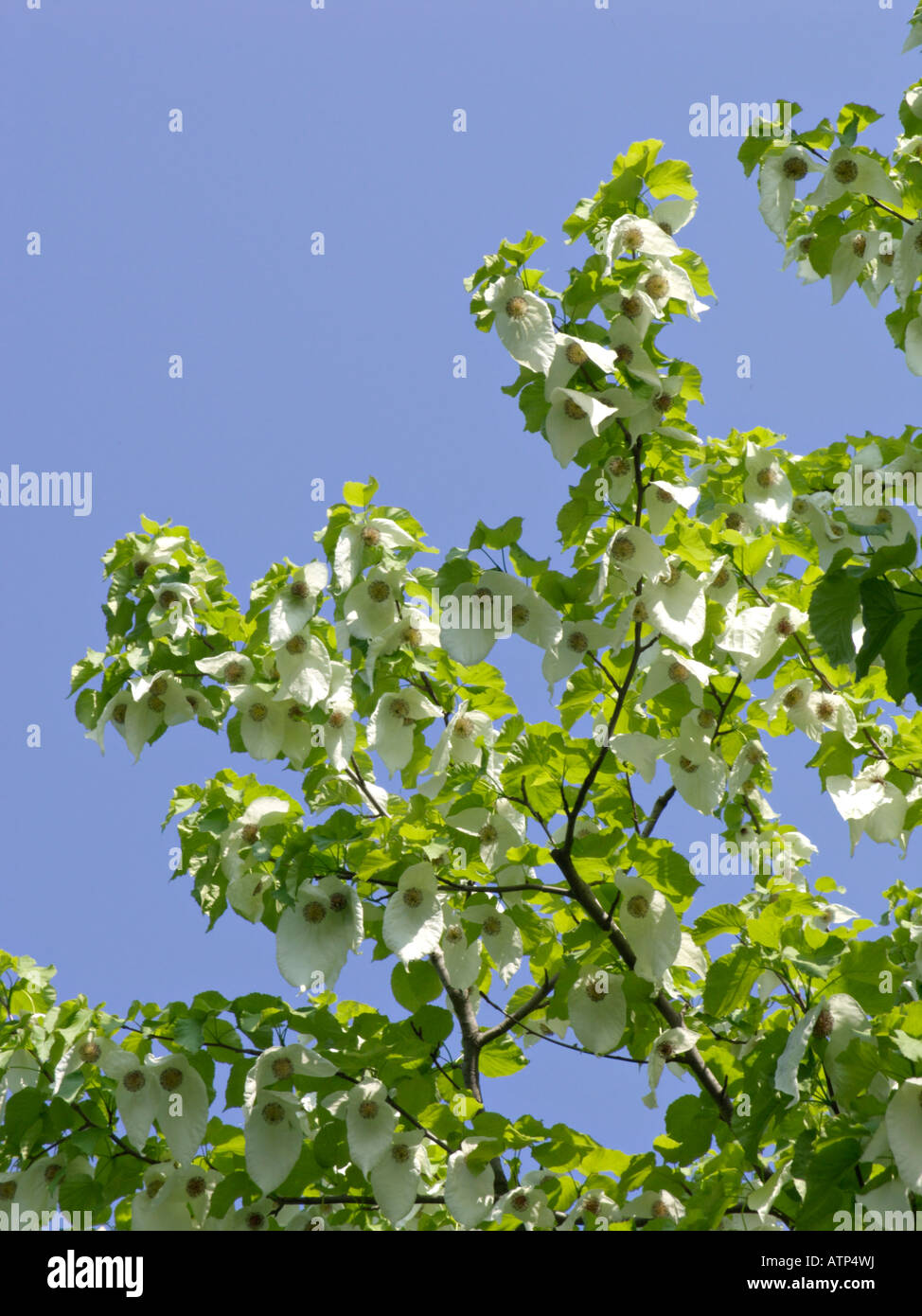 Dove tree (Davidia involucrata Stock Photo - Alamy