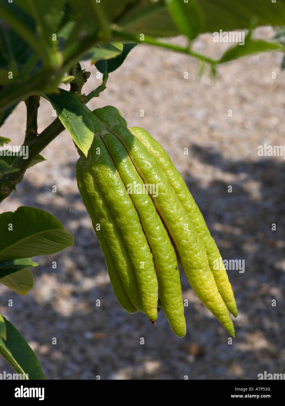 Sarcodactylis hi-res stock photography and images - Alamy