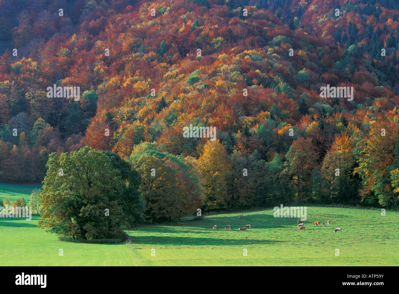 Mountains in autumn foliage hi-res stock photography and images - Alamy