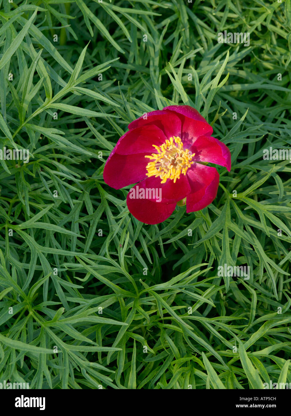 Fern leaf peony (Paeonia tenuifolia Stock Photo - Alamy