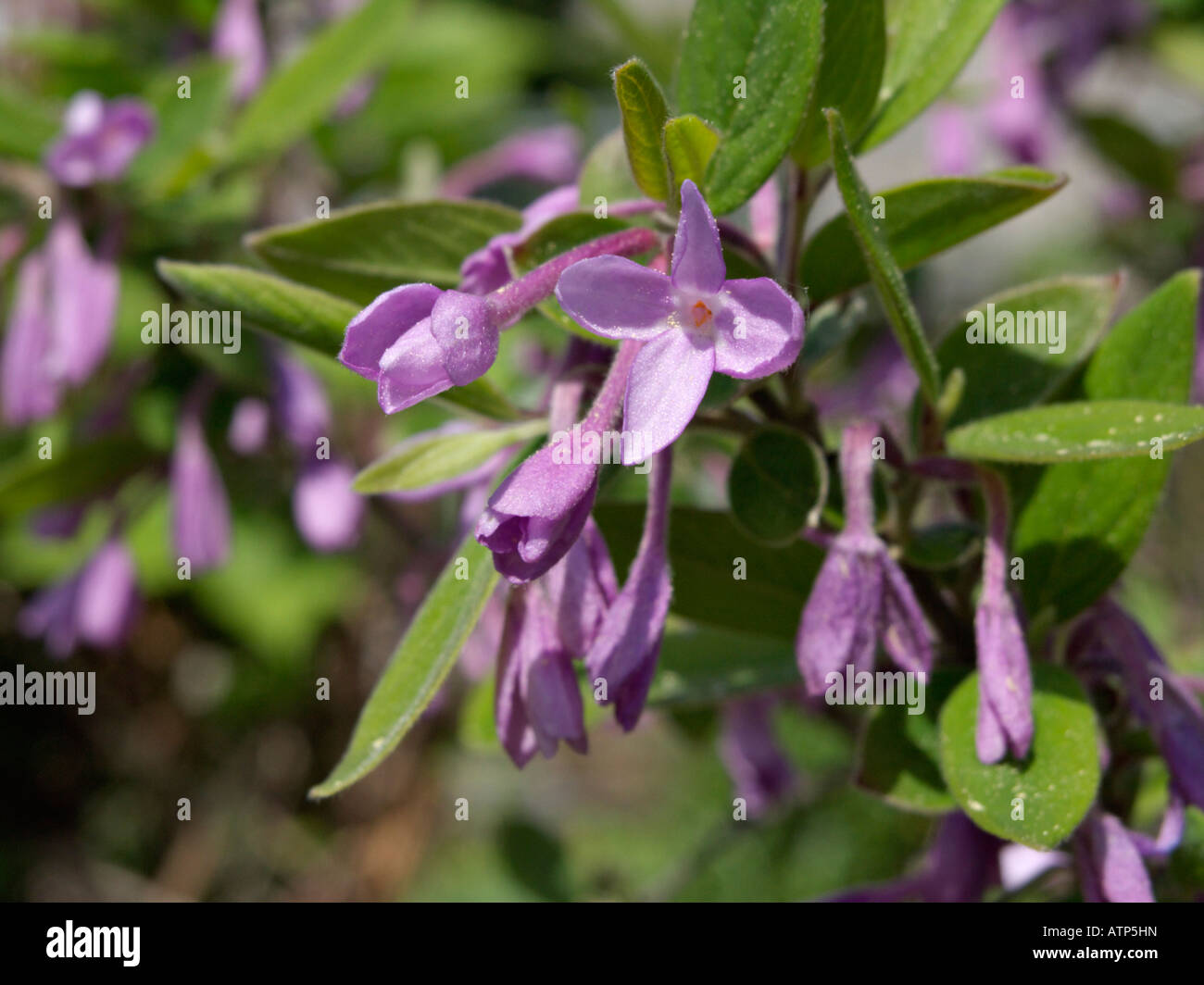 Chinese daphne (Daphne genkwa Stock Photo - Alamy