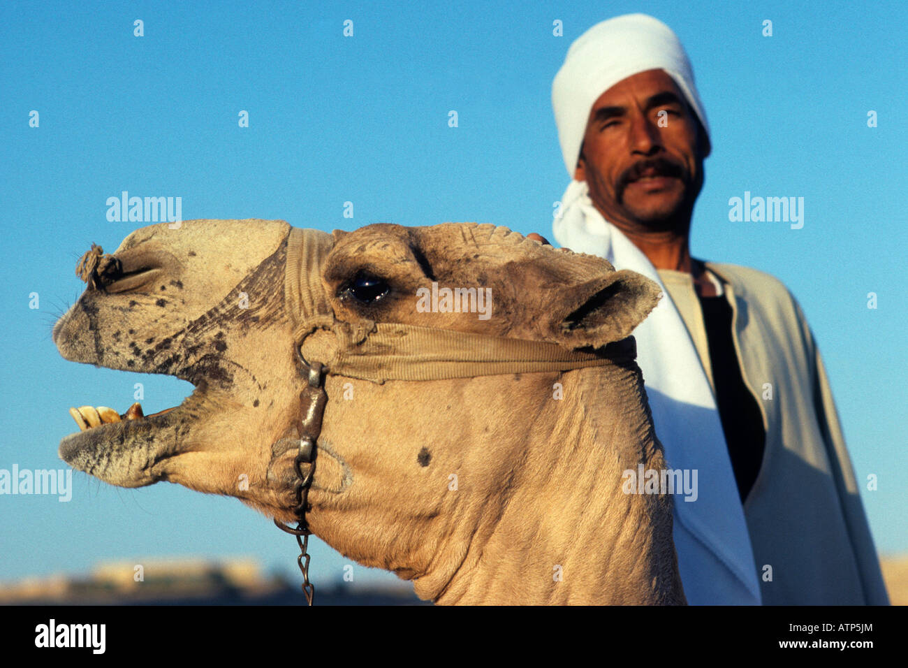 A camel driver with his camel at Giza Egypt Stock Photo - Alamy