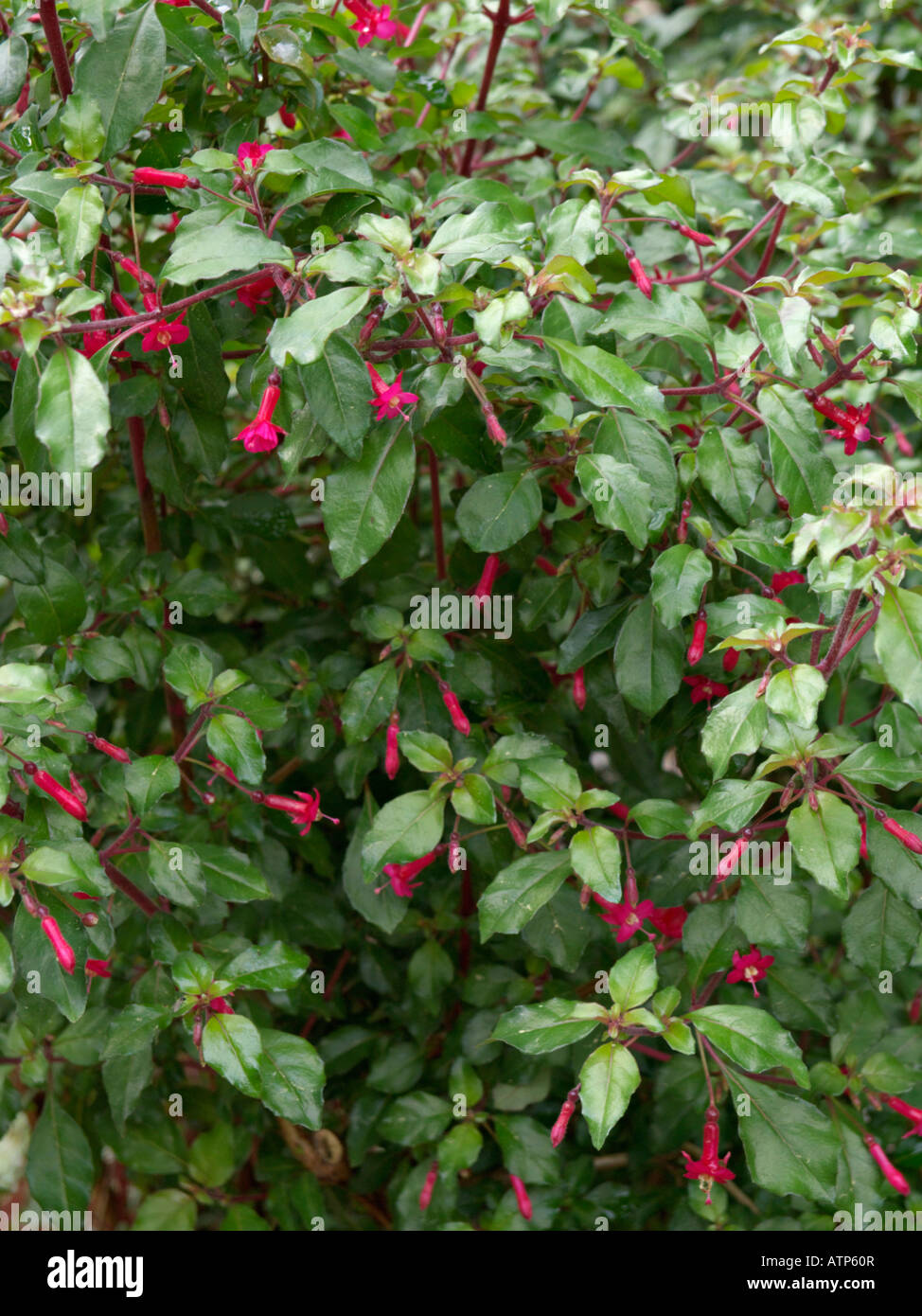 Fuchsia (Fuchsia microphylla Stock Photo - Alamy