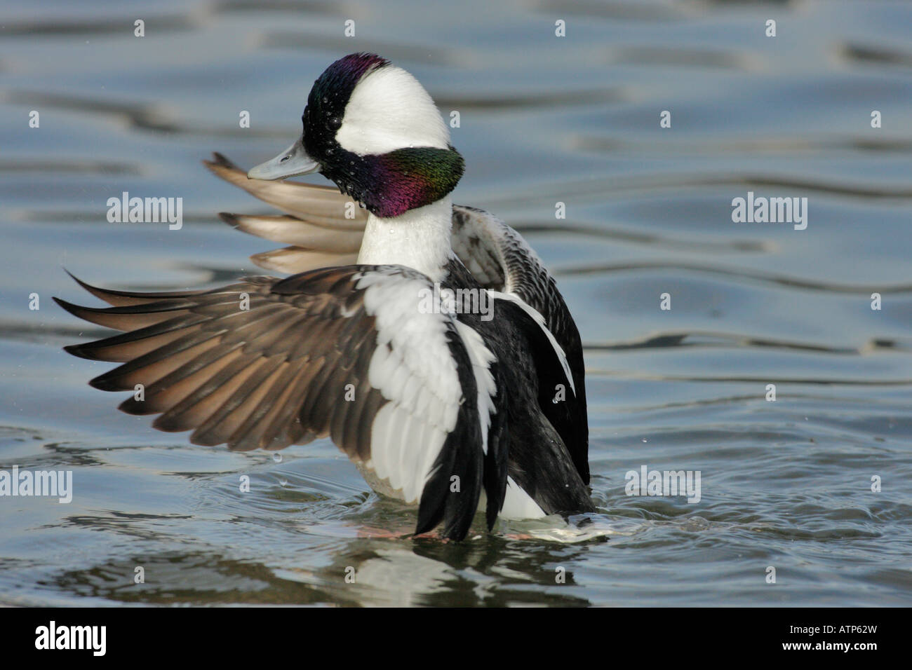 Drake Bufflehead