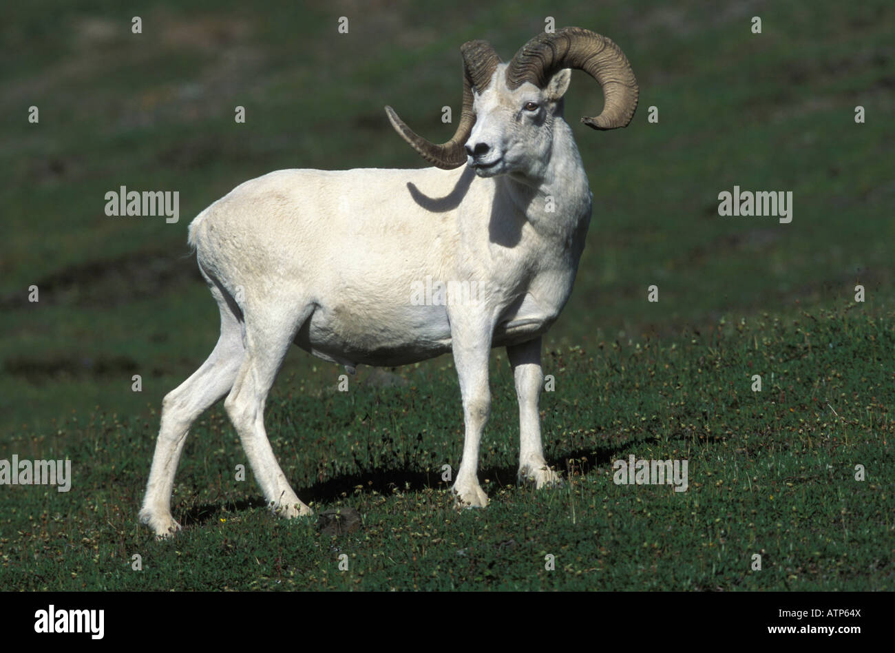 Dall's Sheep male, Ovis dalli, on tundra Stock Photo - Alamy