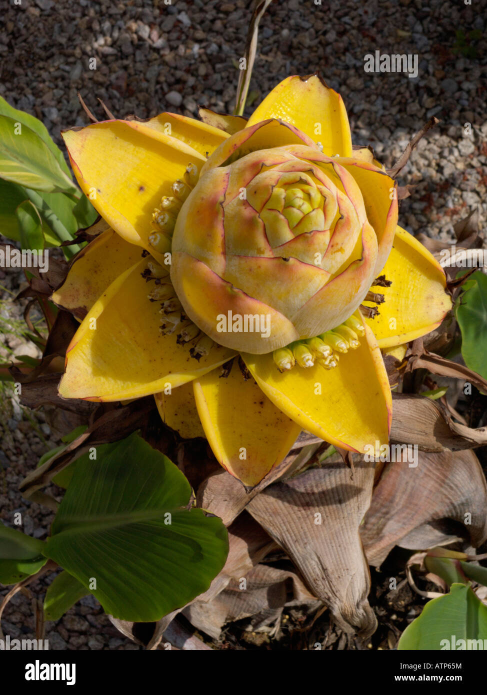 Chinese yellow banana hi-res stock photography and images - Alamy