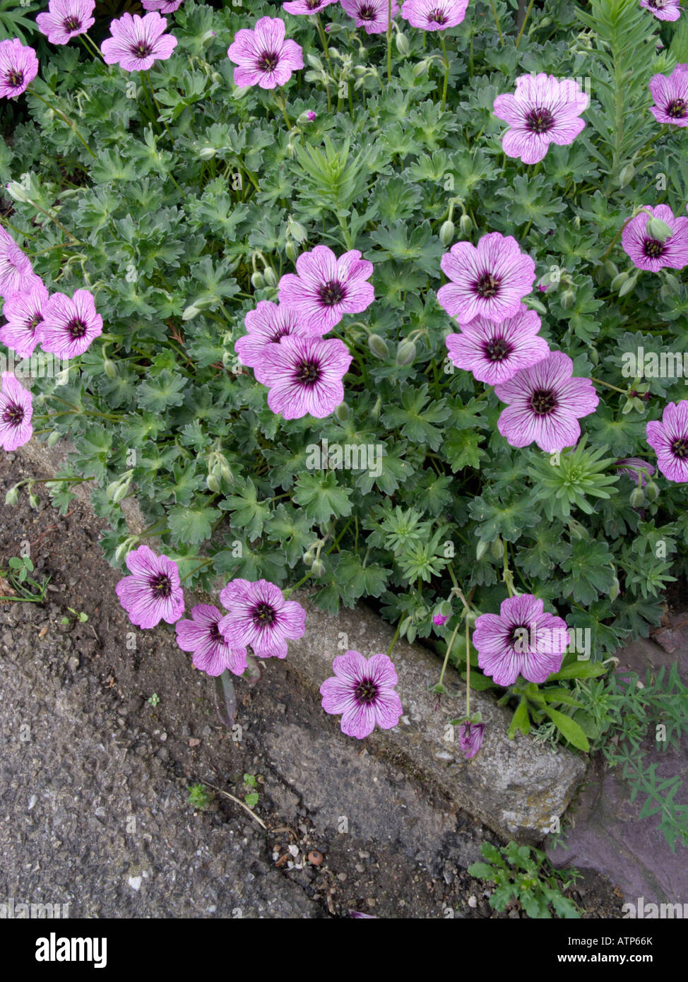 Ashy cranesbill (Geranium cinereum 'Ballerina' Stock Photo - Alamy