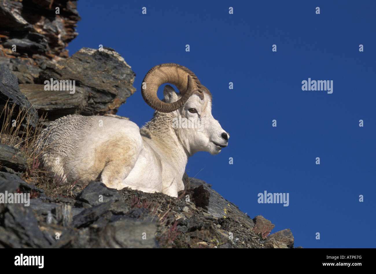 Dall's Sheep male, Ovis dalli, bedded down Stock Photo - Alamy