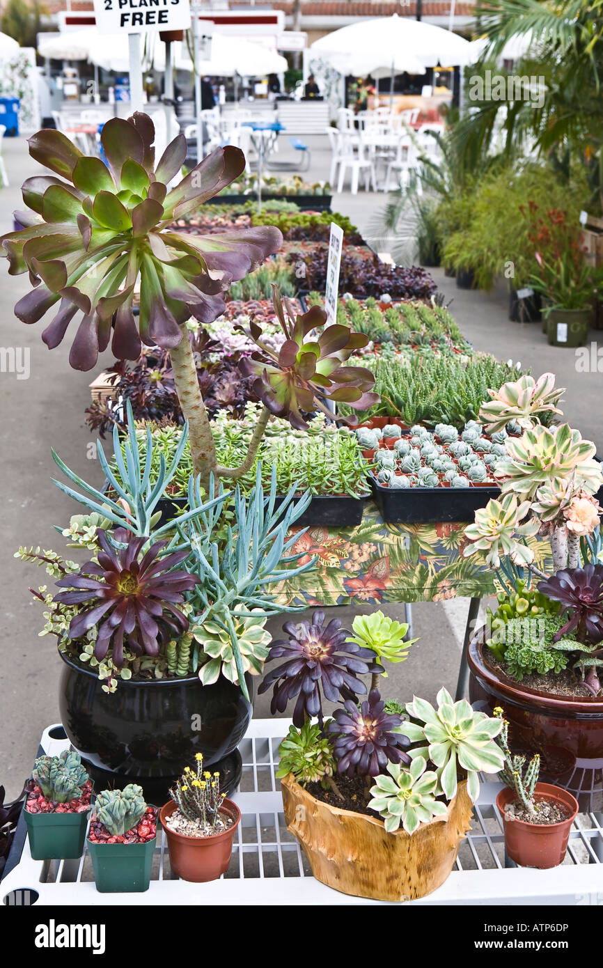 House & Garden Show succulent plants Stock Photo - Alamy