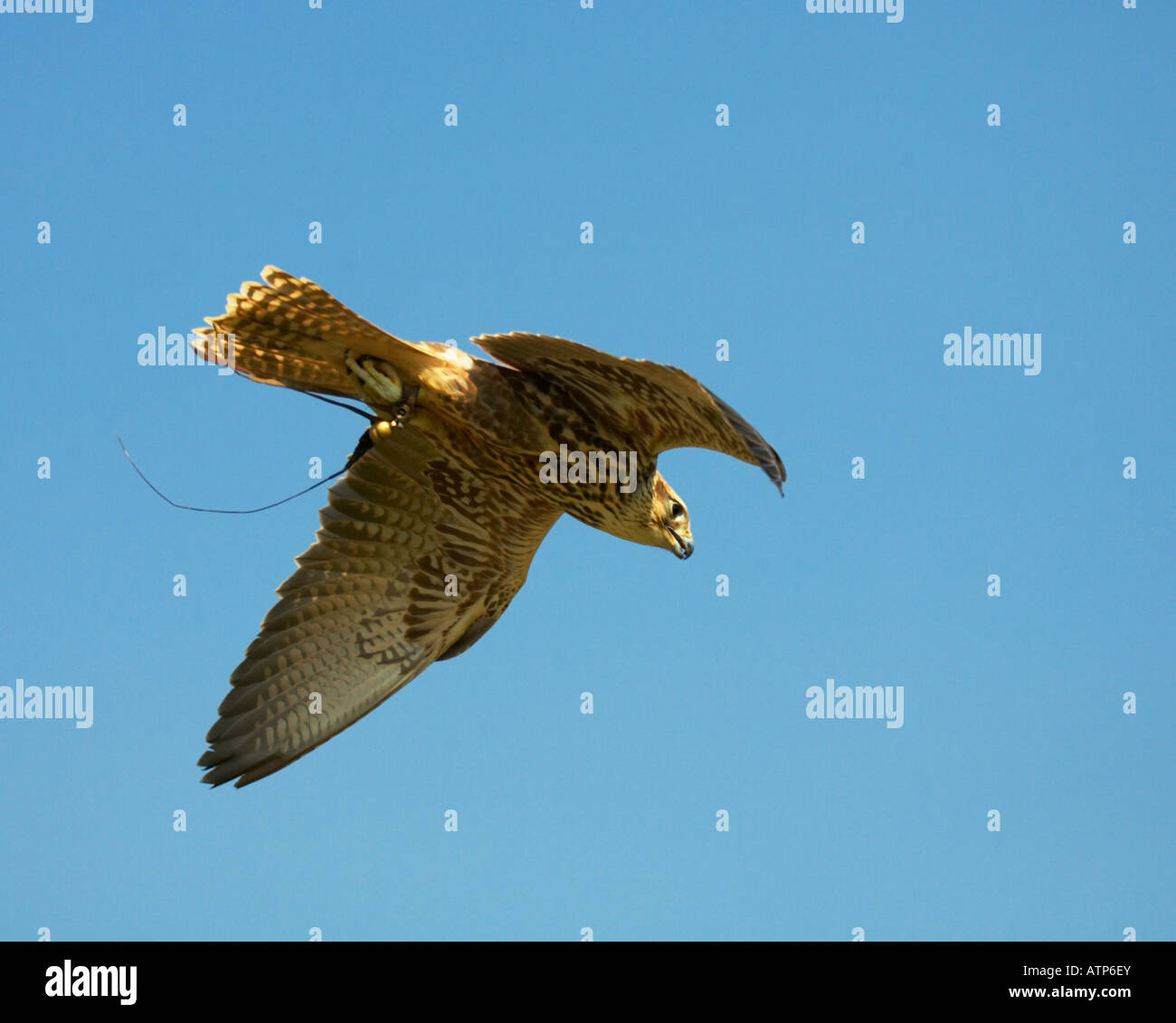 Captive falcon in flight Stock Photo - Alamy