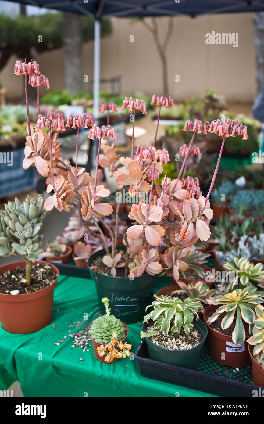 Plant show house hi-res stock photography and images - Alamy