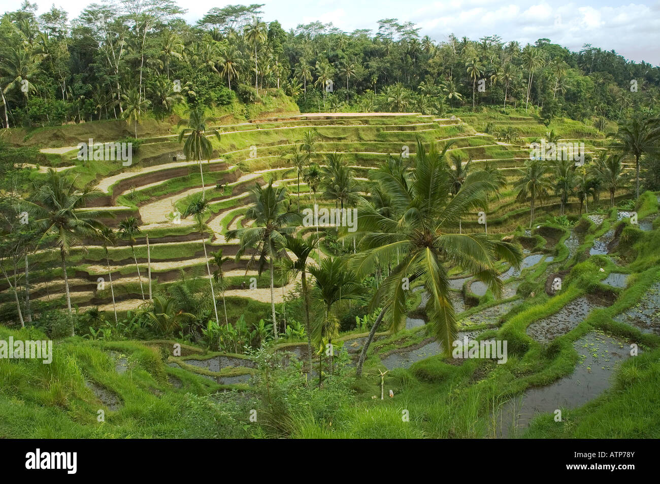 rice terrace bali Stock Photo - Alamy