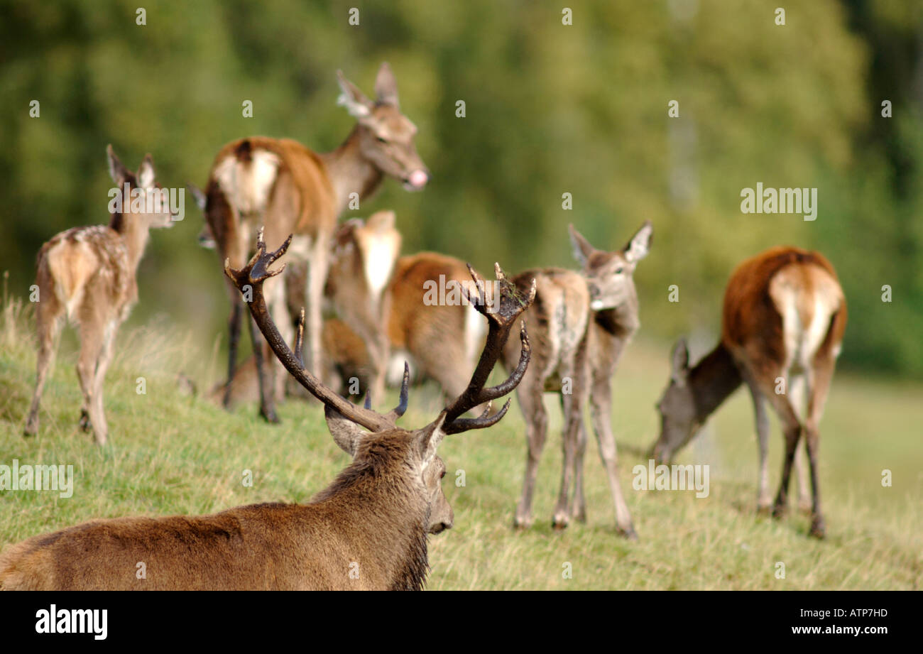 Red Deer Stag Holding Hinds during Autumn Rut. XMM 3744-359 Stock Photo ...