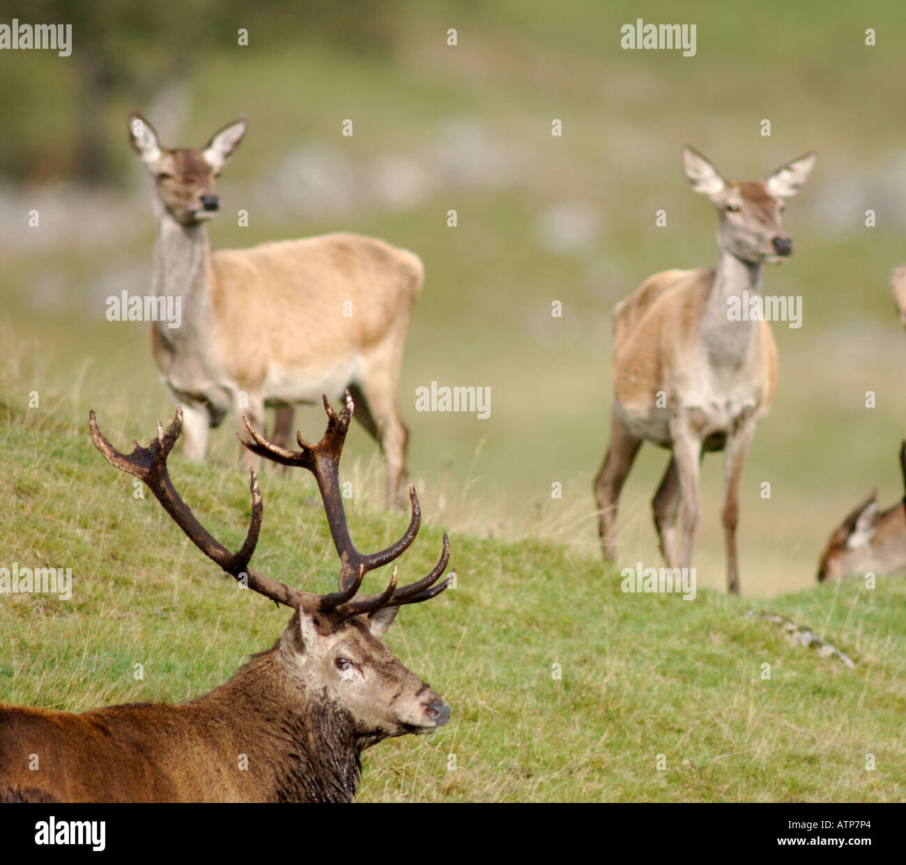 Red Deer Stag Holding Hinds during Autumn Rut. XMM 3746-359 Stock Photo ...