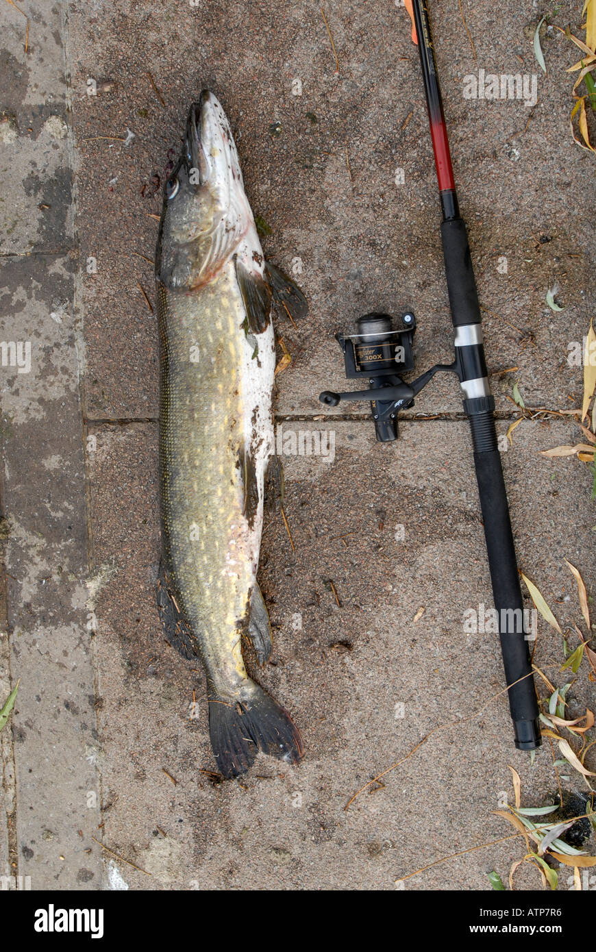 A Pike caught by illegal fishing on the River Nene at Peterborough UK ...