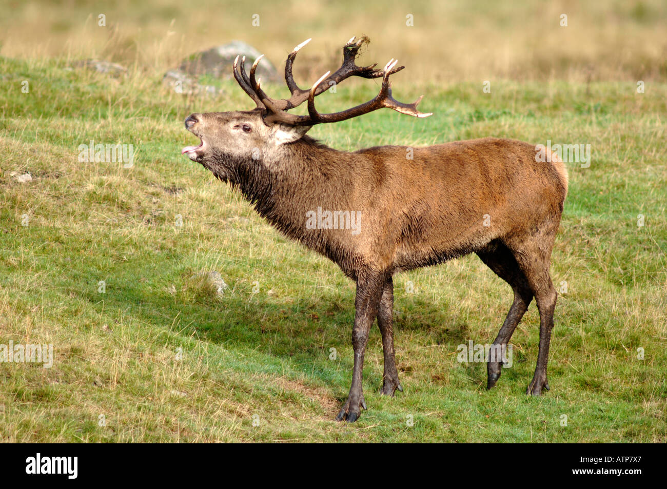 Red Deer Stag Roaring during Autumn Rut. XMM 3748-359 Stock Photo - Alamy