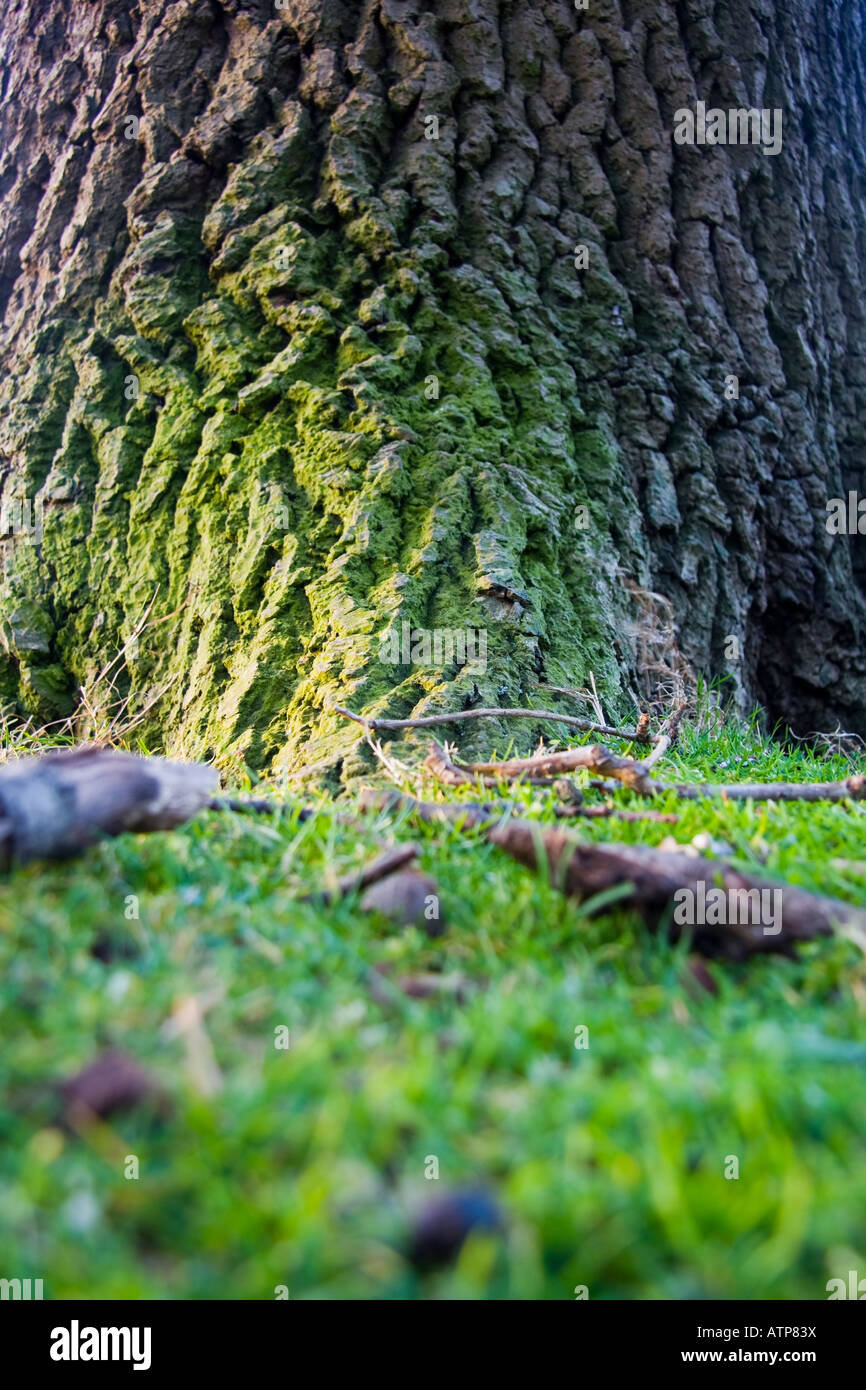 Bottom of Large Tree Trunk Stock Photo - Alamy
