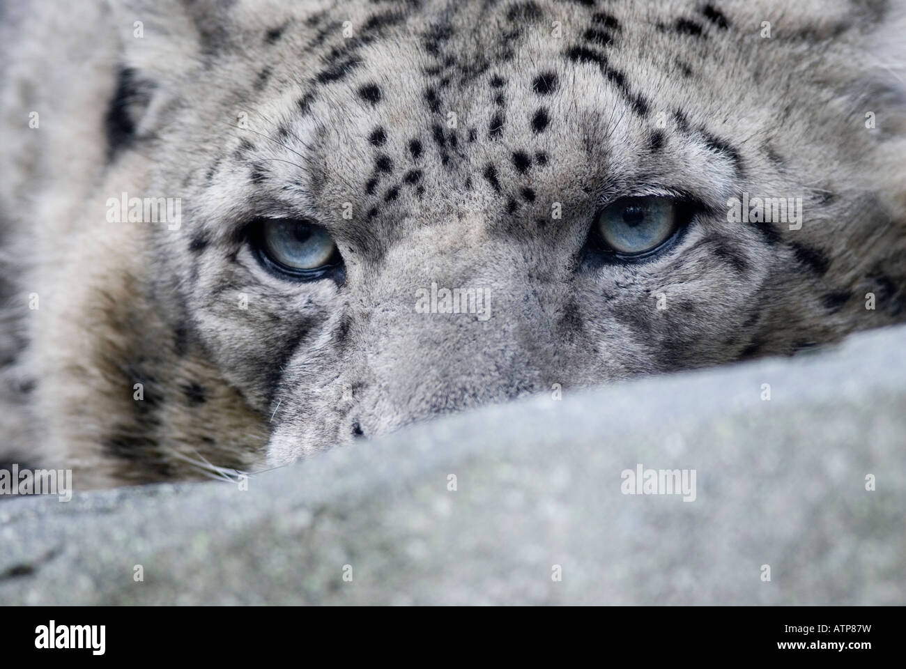 SNOW LEOPARD Uncia uncia or Panthera uncia Stock Photo - Alamy