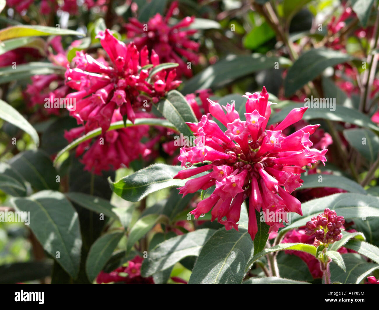 Cestrum Fasciculatum Newellii