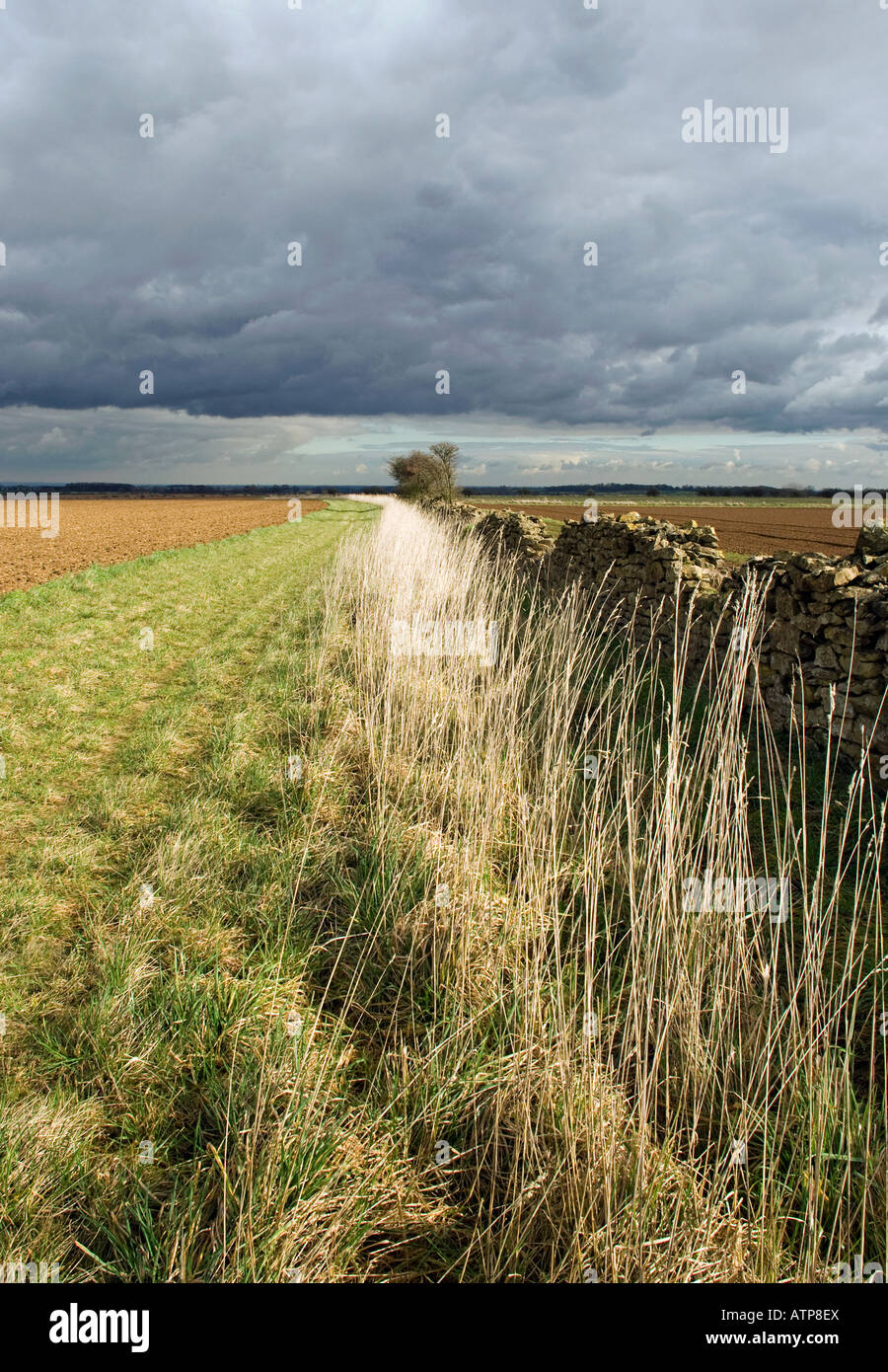 A 'Beetle Bank' on the boundary of a field in Lincolnshire, England ...