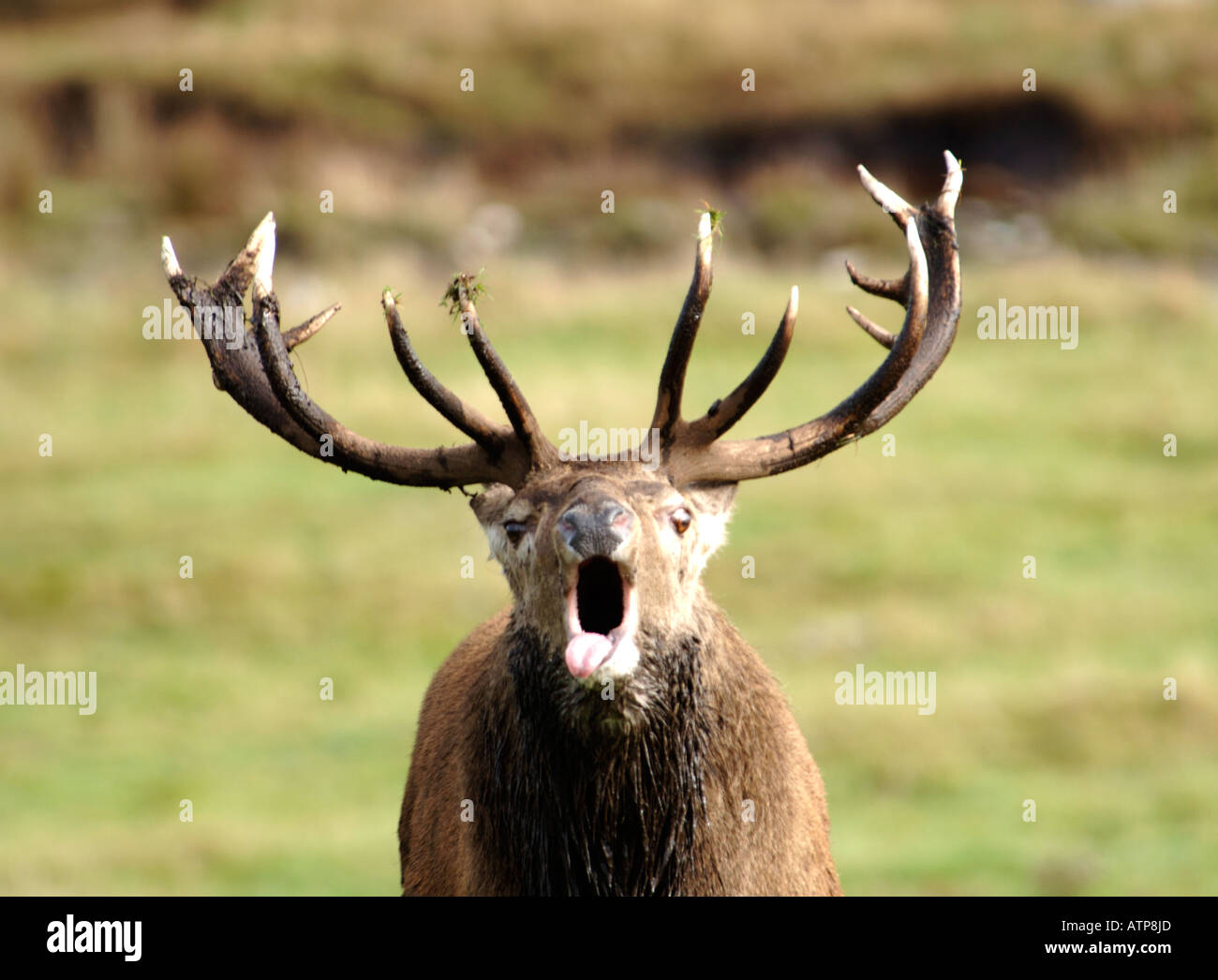 Red Deer Stag Roaring during Autumn Rut. XMM 3751-359 Stock Photo - Alamy