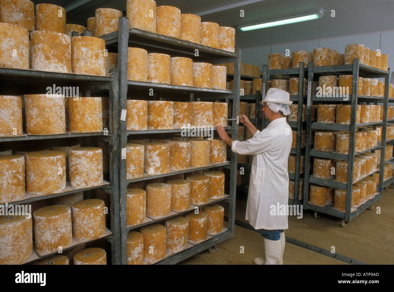 Stilton cheese left to mature in cool, humid conditions in a cold room ...