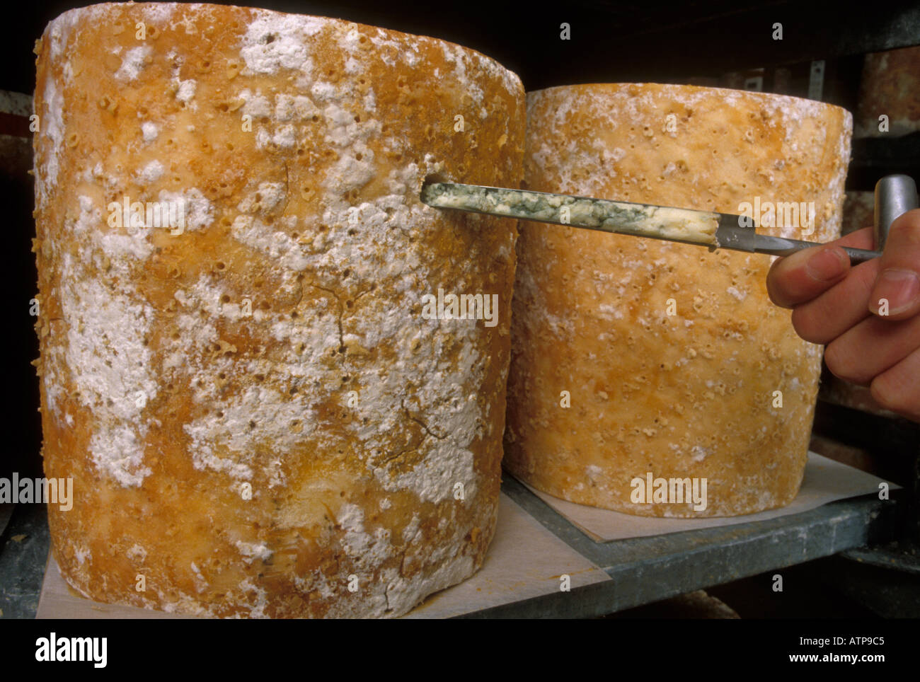 Stilton cheese being tested with a Cheese Iron in the cold room at the ...