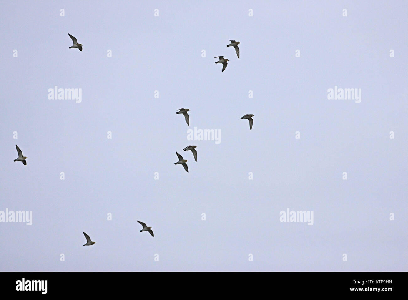 Golden plover Pluvialis apricaria flock in flight Pennington Marshes ...