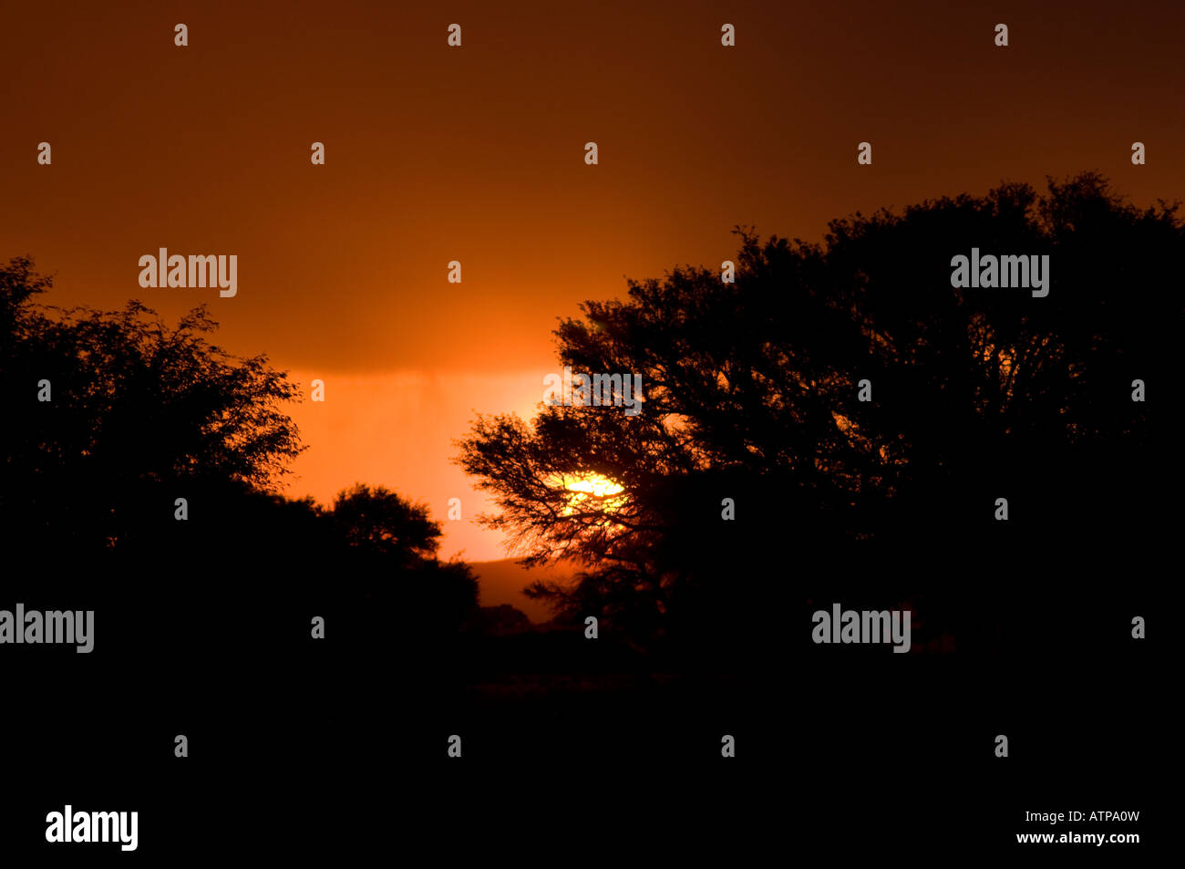 African sunset trees hi-res stock photography and images - Alamy