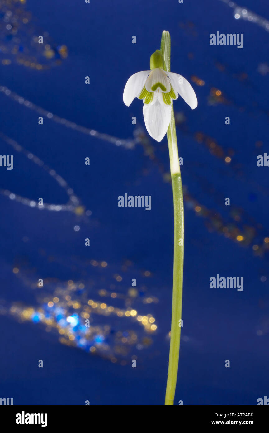 Spring holiday snowdrop flower on blue festive background Stock Photo ...