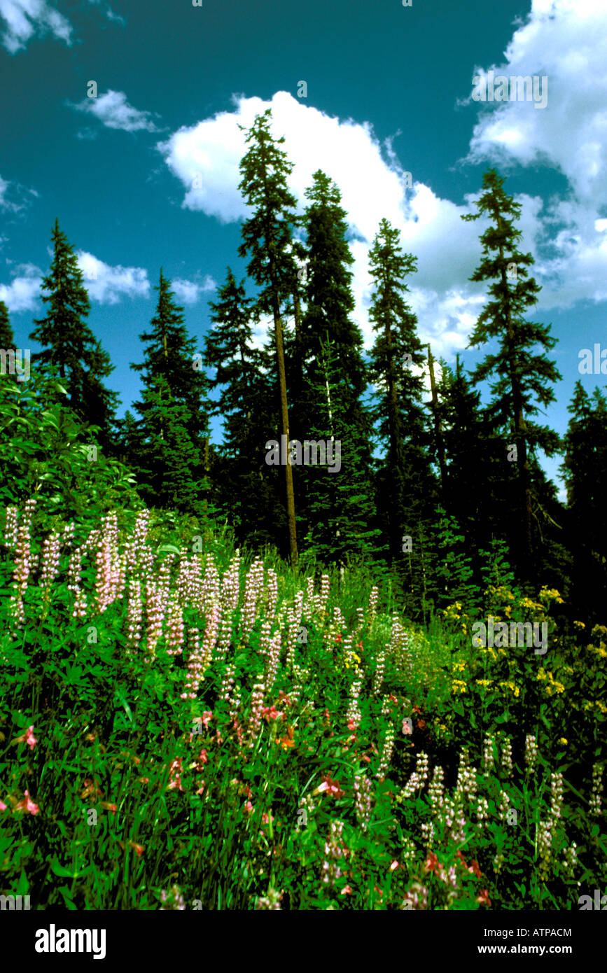 OR Oregon Crater Lake National Park flora Wildflowers and Conifer wild ...