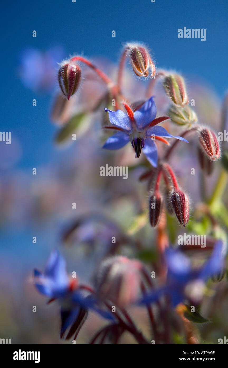 Borage farming hi-res stock photography and images - Alamy