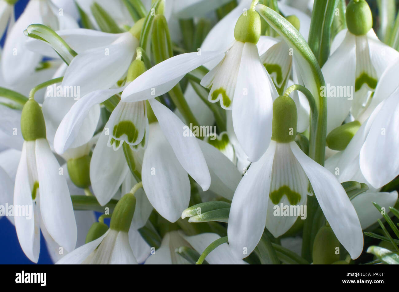 Spring holiday snowdrop flowers background Stock Photo - Alamy