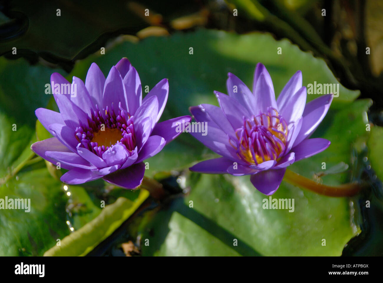 Waterlilies and statues hi-res stock photography and images - Alamy