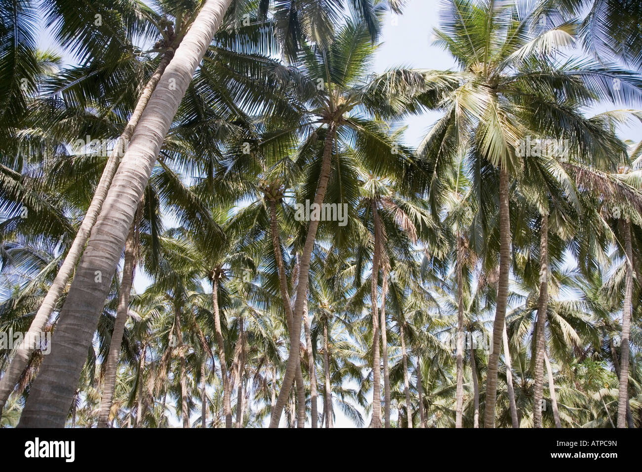 Low angle view of palm trees Stock Photo - Alamy