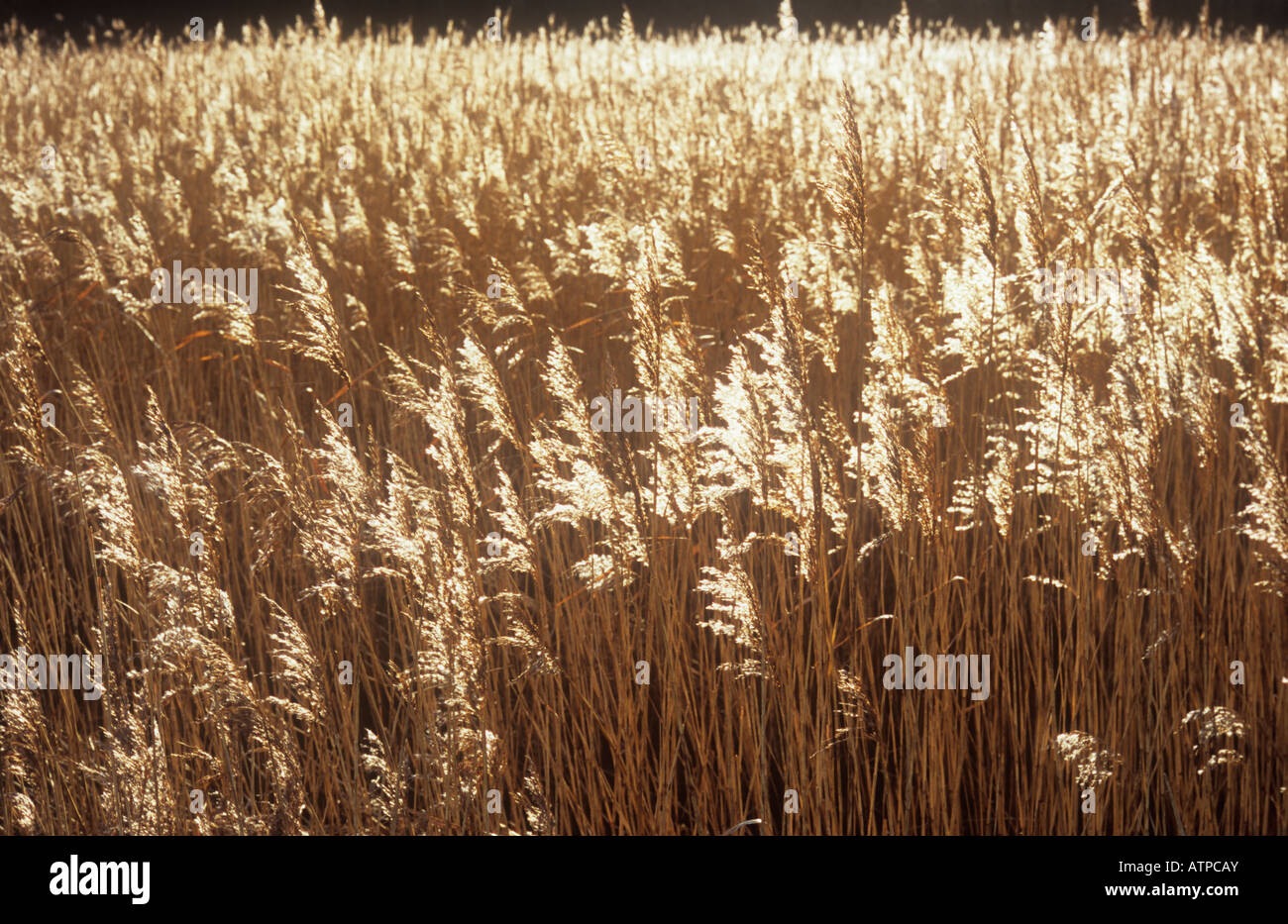 Winter Norfolk Broads scene of masses of Common reeds with golden brown ...