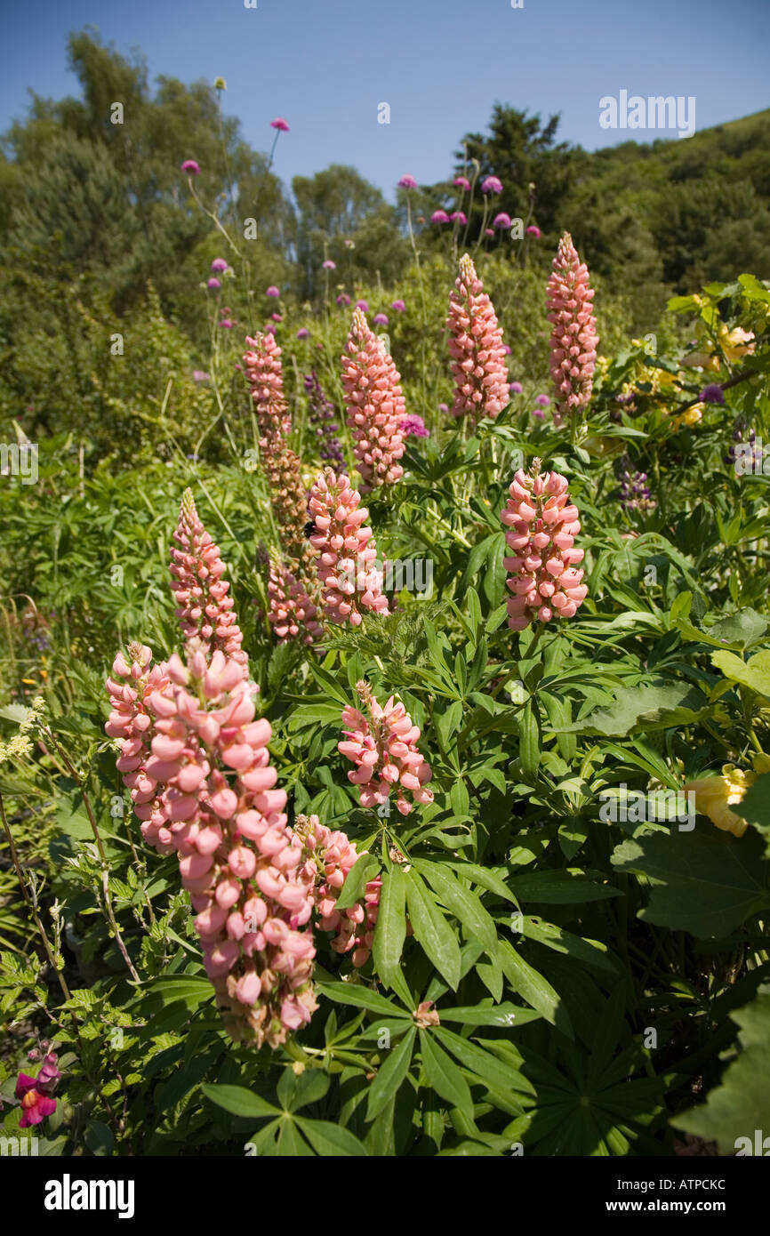 Lupin flowers growing wild Wales UK Stock Photo - Alamy