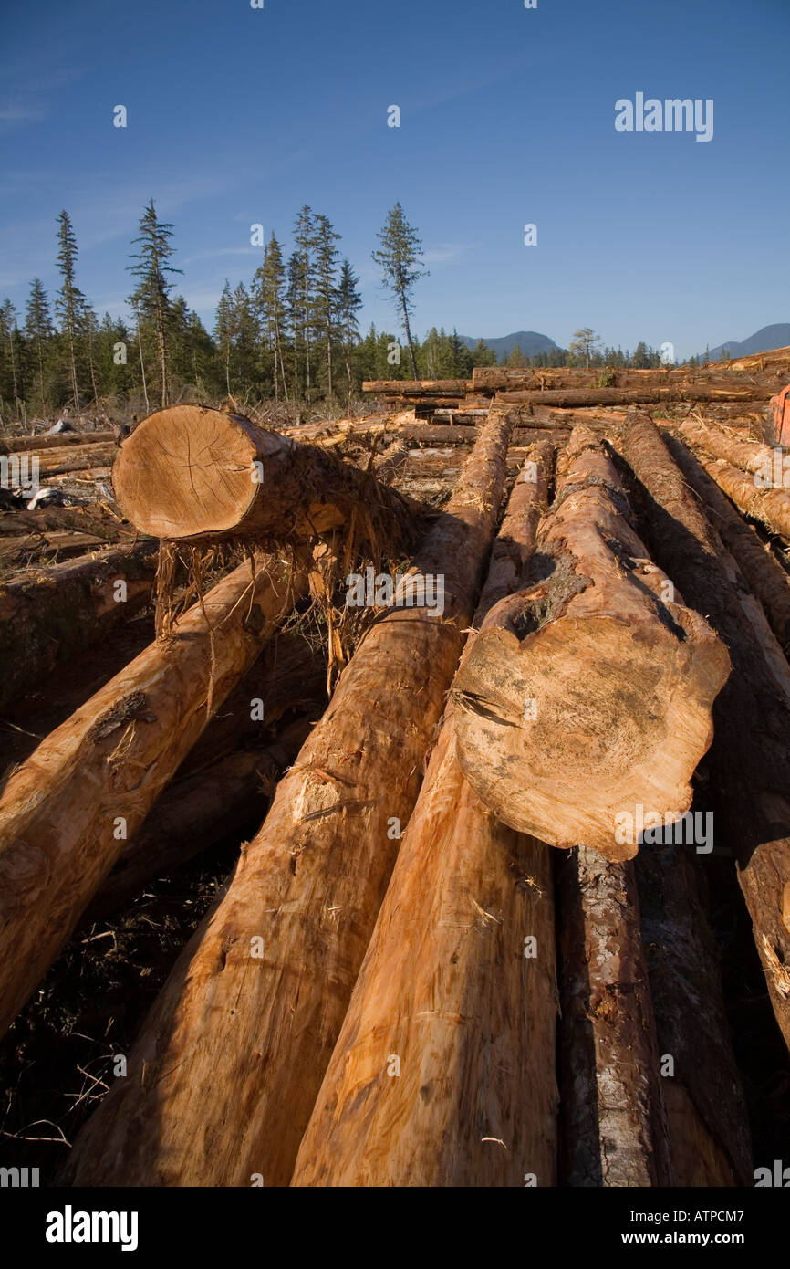 Trunks of western hemlock Thuja plicata ready for collection in ...