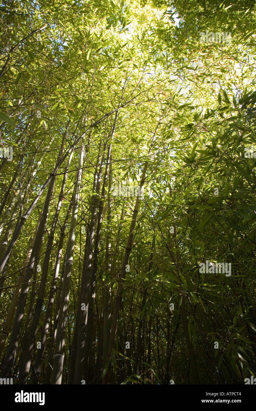 Bamboo growing in gardens Vancouver Canada Stock Photo - Alamy